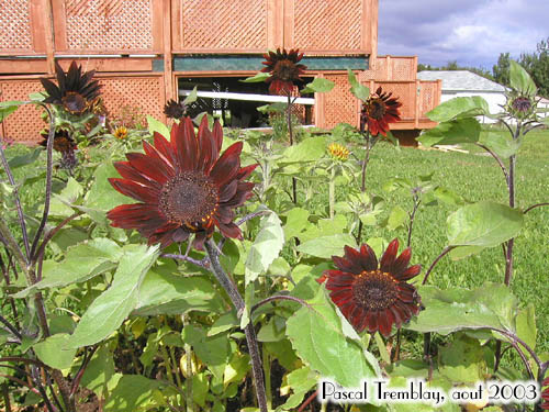 Domaine Le Jardin des Patriotes Photos 2003